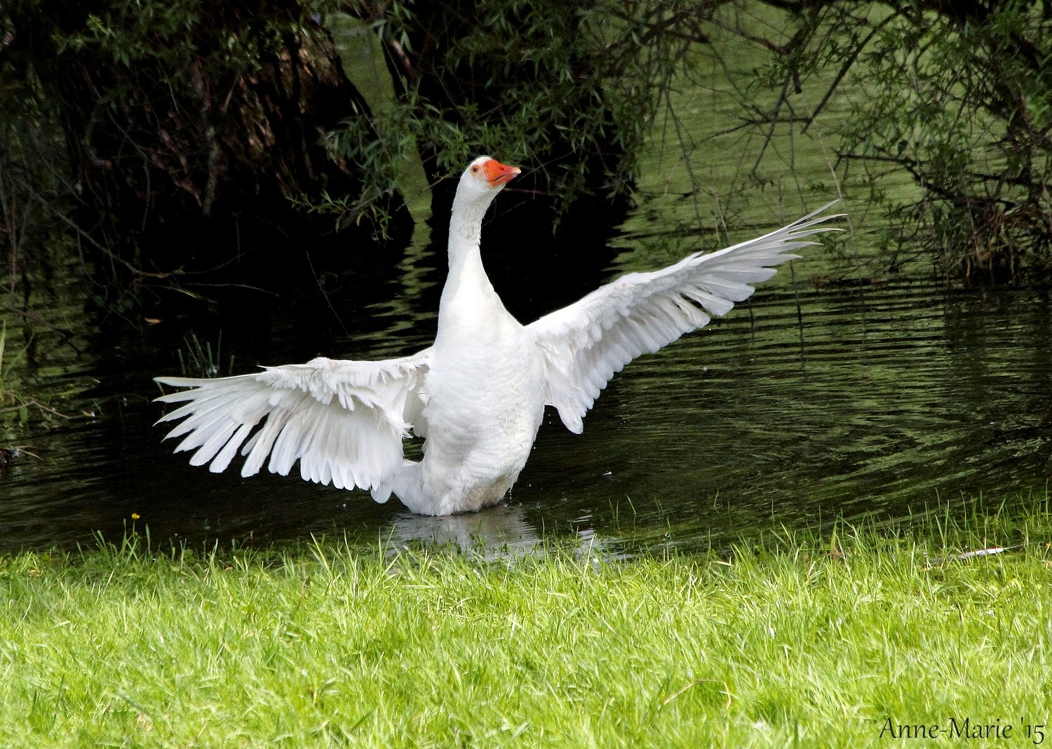 Puur Natuur: Dans van de witte gans...........