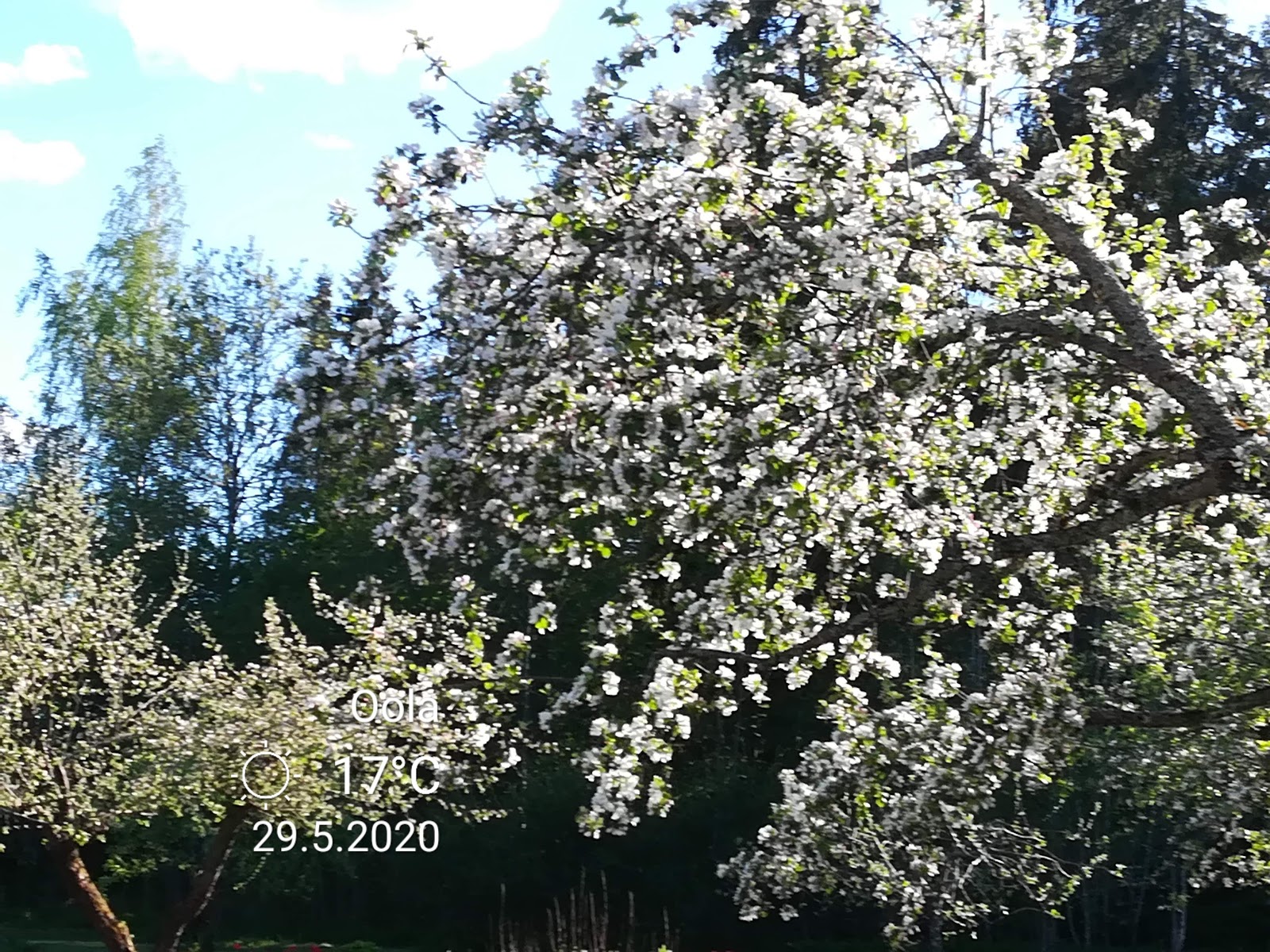 Rohtaias.: Õunapuud aias