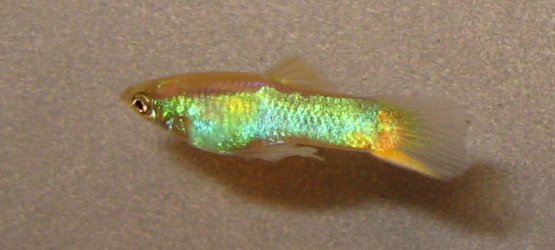 Swordtail Guppies: Asian Blau Japan Blue Swordtails