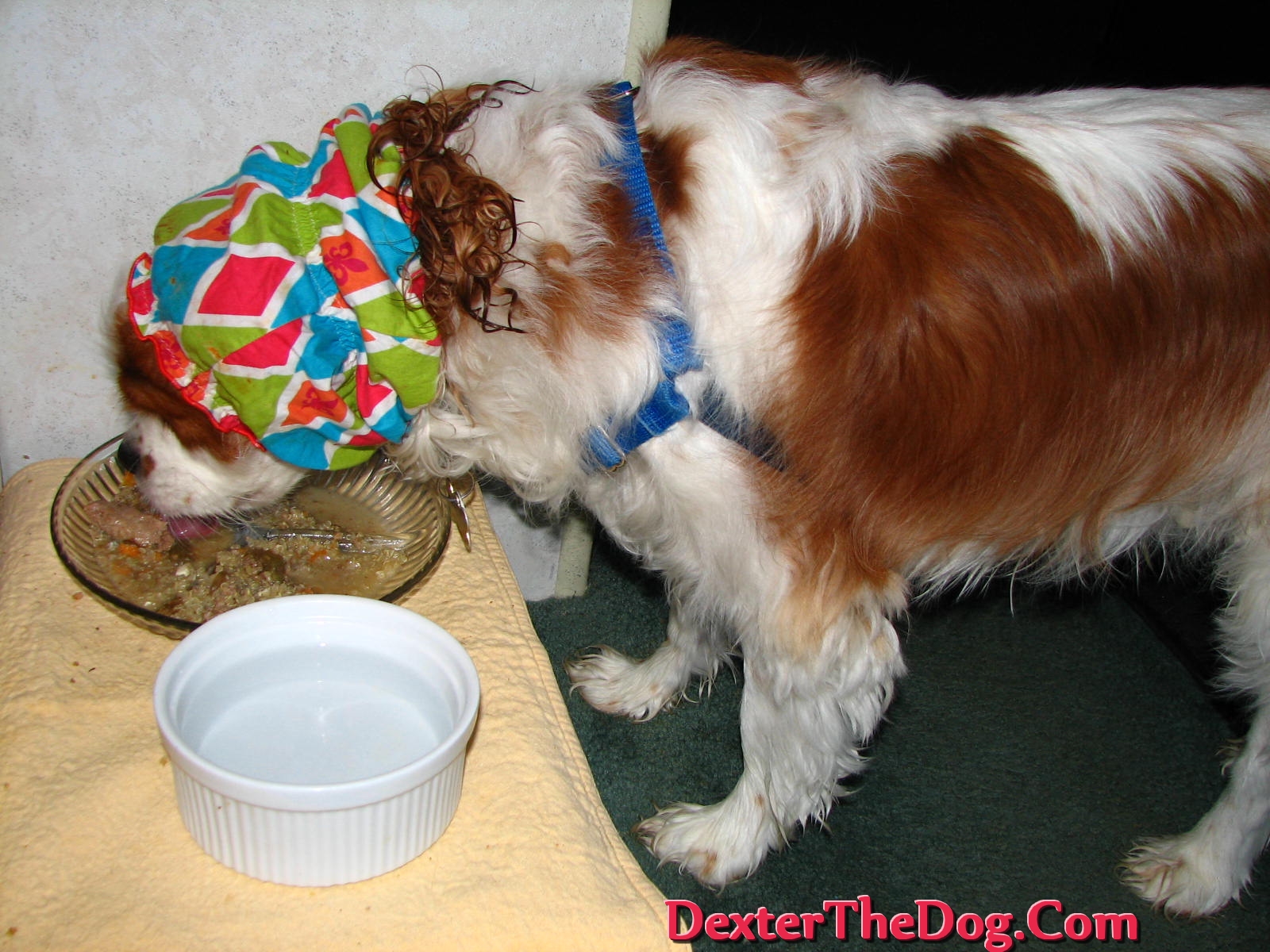 Beef Stew For Dogs, Home Cooking For Pets, Pet Food Recipes