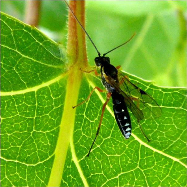 Insects of Scotland: Bees/Wasps/Ichneumons/Sawflies/Ants