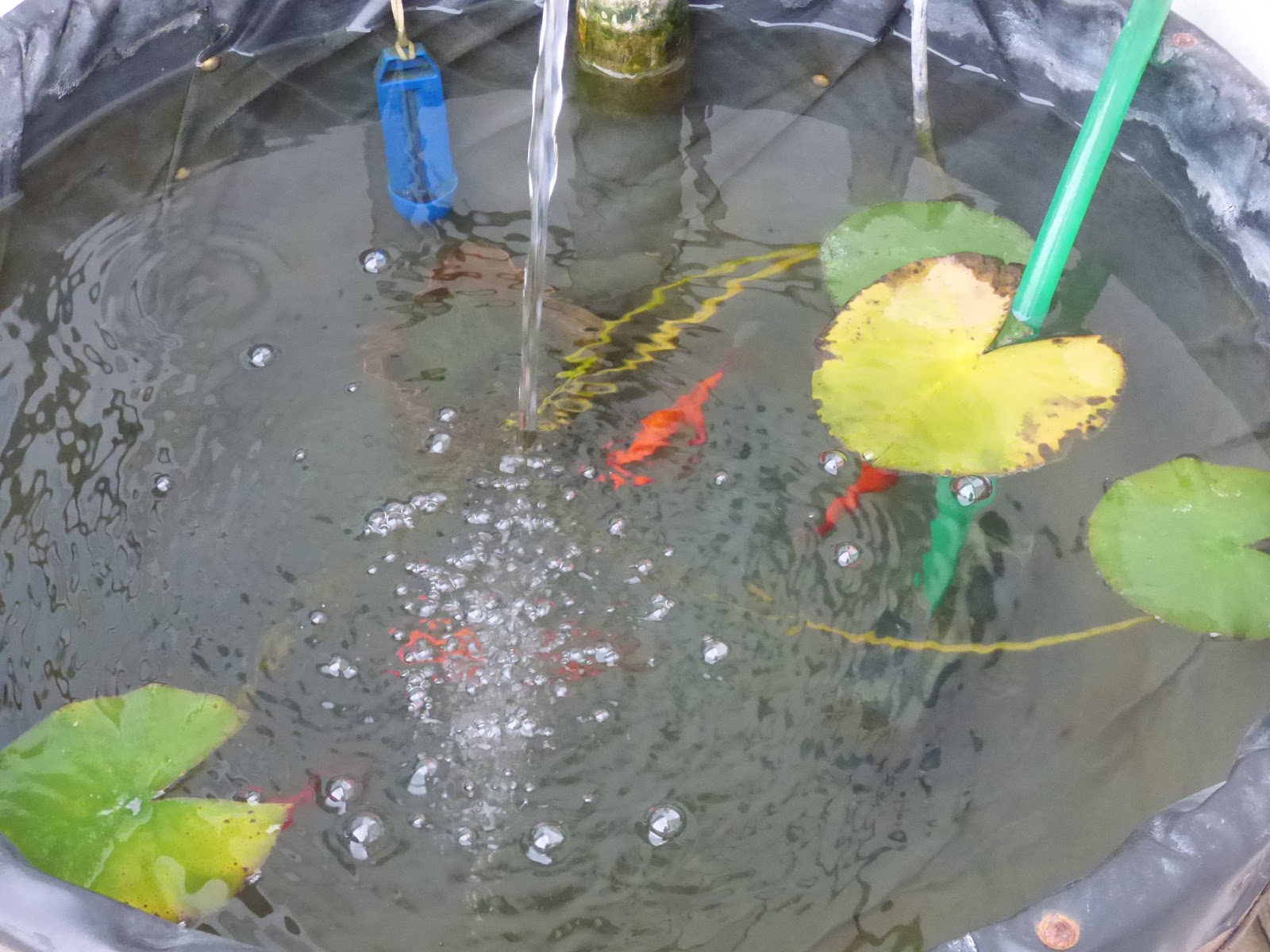 les quatre mains: Mon bac à poissons rouges