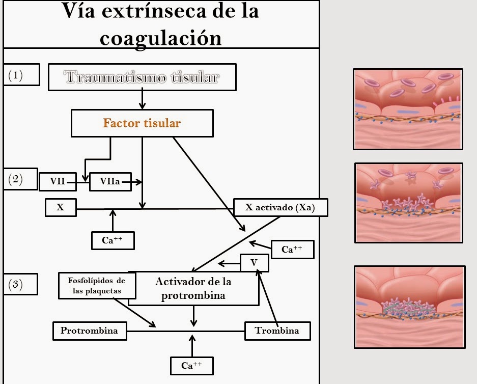 El Blog de Fisiología Médica de Pablo Leal Espinoza: HEMOSTASIA Y ...