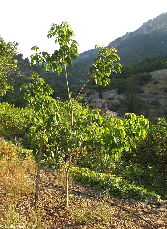 Sangrando en verde: El lapacho rosado, Handroanthus impetiginosus, una ...