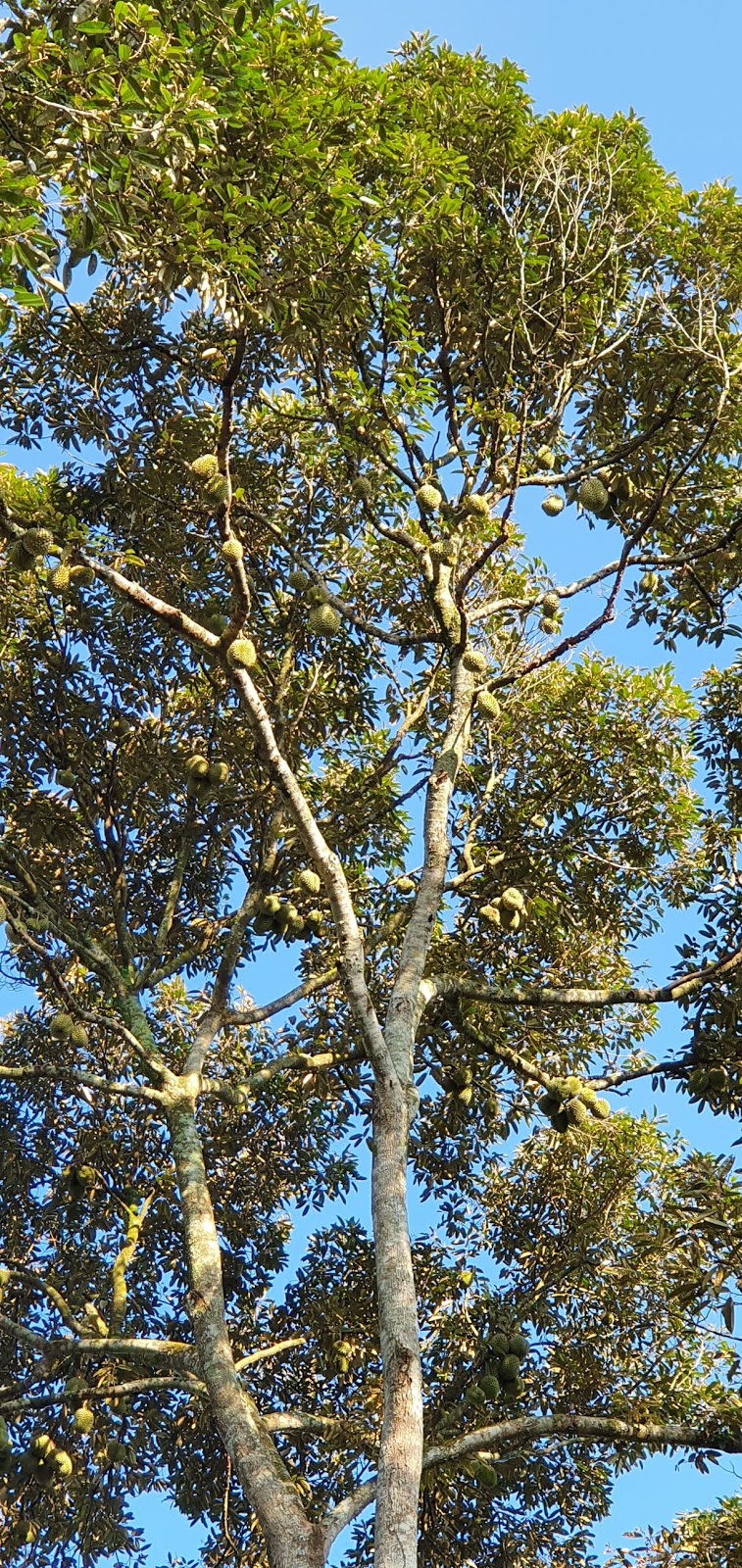 Warisan Petani: Pokok Durian Kampung