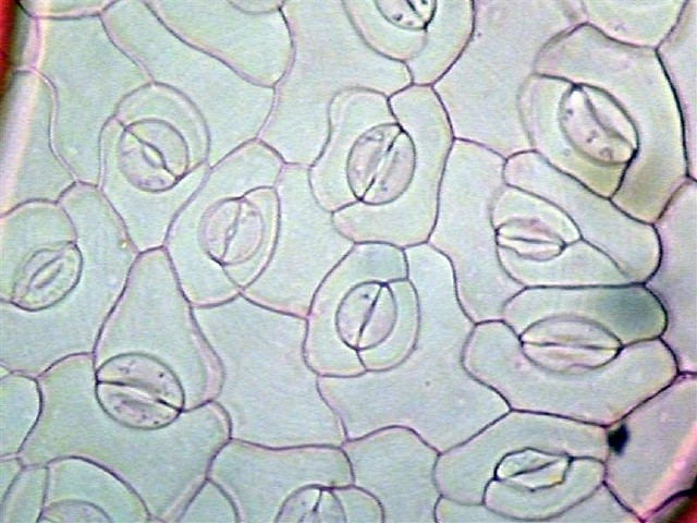 Blow Your Mind Guaranteed Leaf Stomata Lab | Science in the City