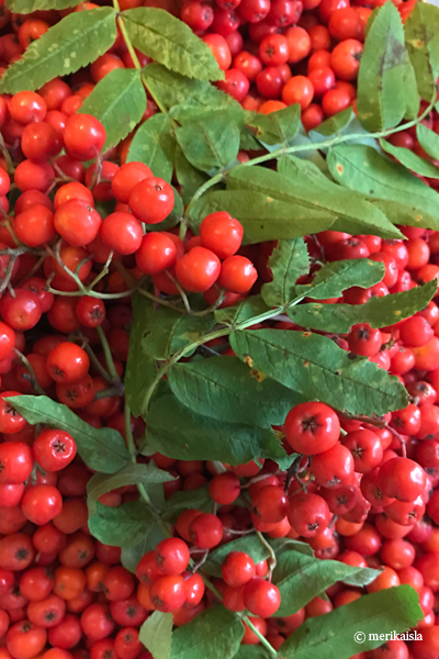 Merikaisla tuulessa : Pihlajanmarjahyytelöä