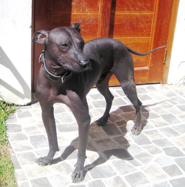 Cuidados de la piel del Perro sin Pelo