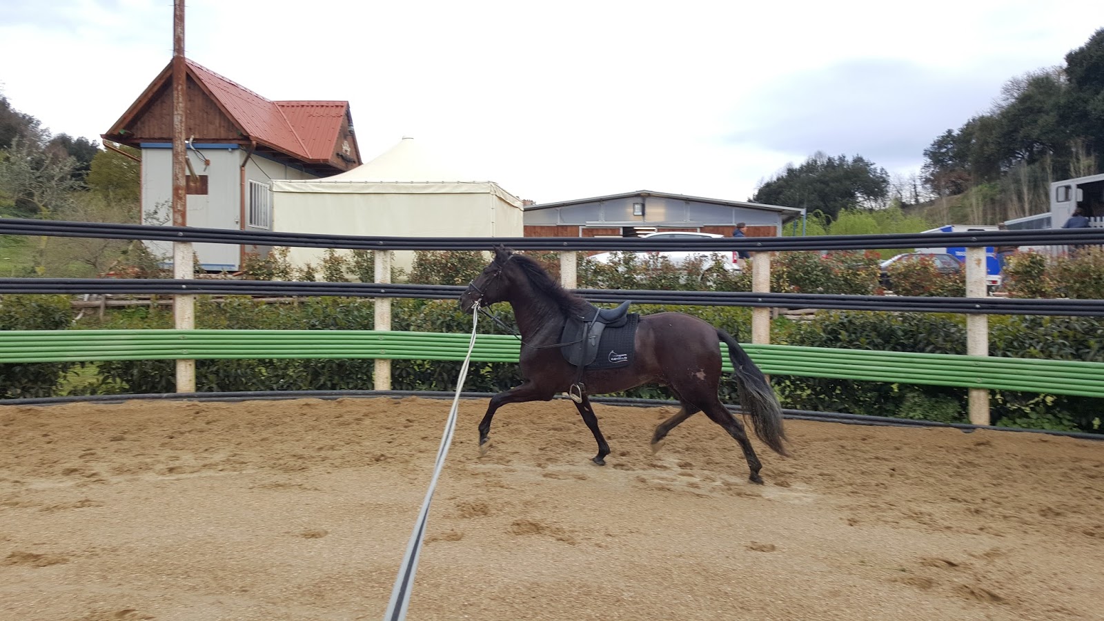 scuderia mario cardamone: CAVALLI IN LAVORO