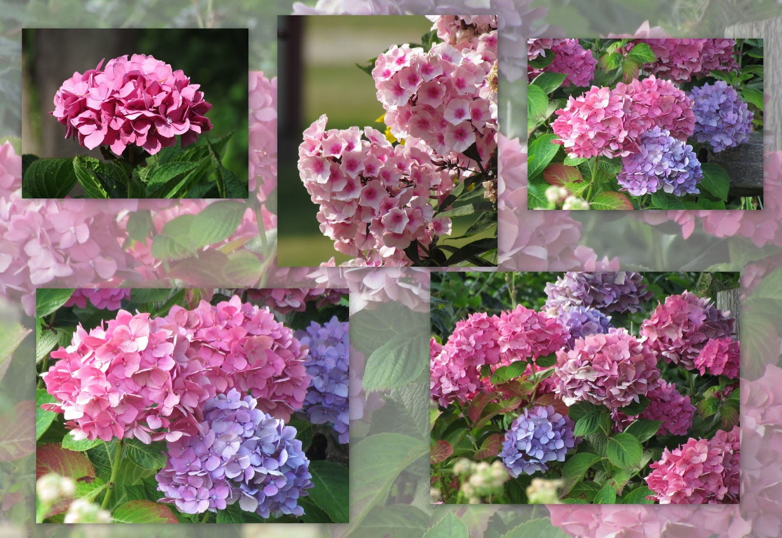 Scene Through My Eyes: Mosaic Monday - Hydrangeas