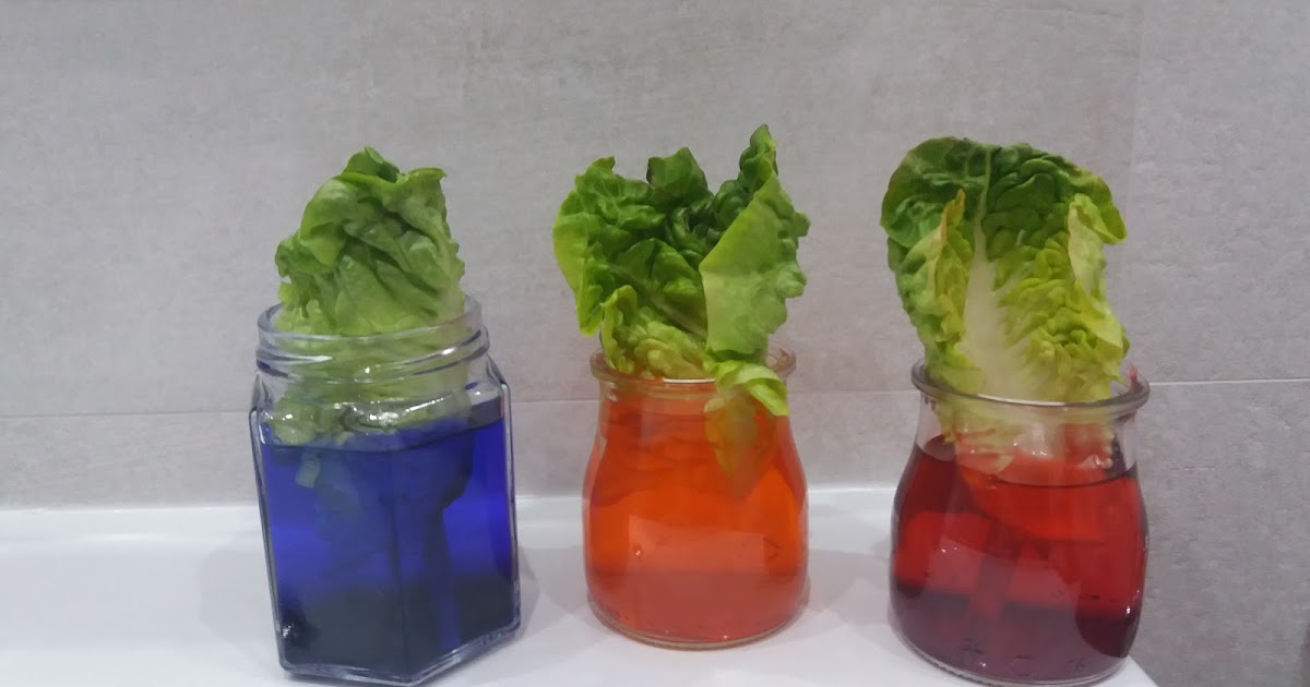 Tartessos colabora 2º ciclo: Naturales 3º Experimento de colorantes con ...