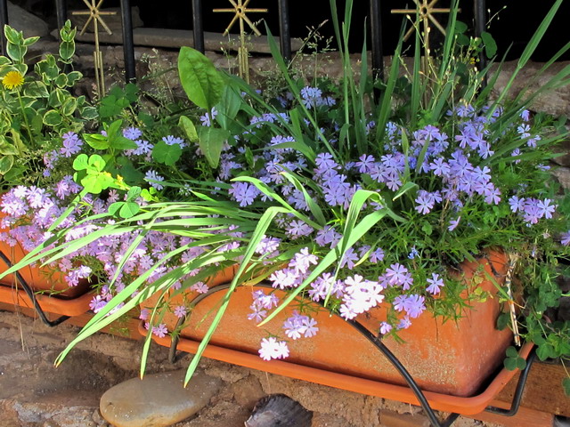 Plantas y flores: Phlox subulata