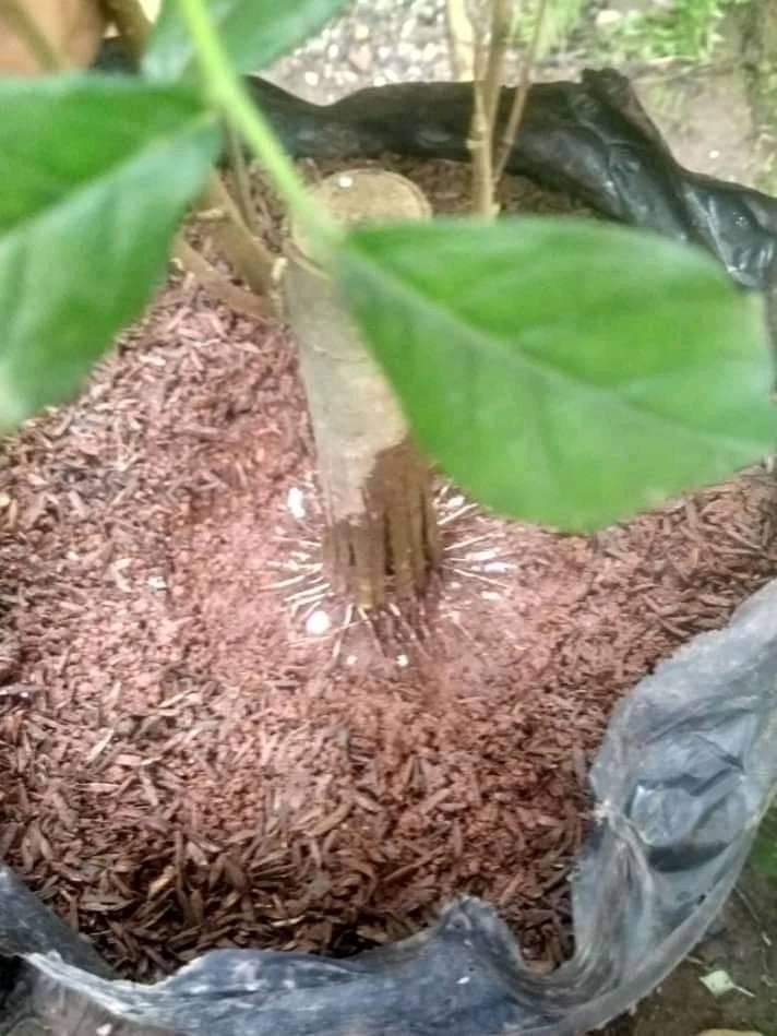 Cara membuat akar melingkar pada bonsai | Cara Murah Meriah