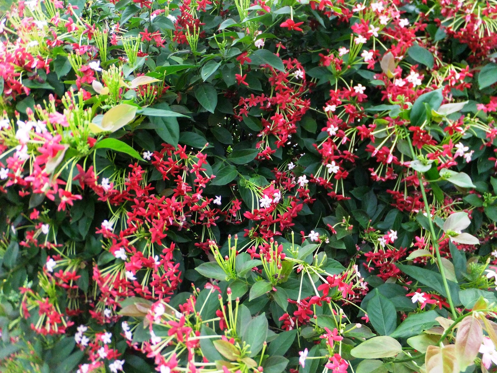 Rhich and Pat in Honduras