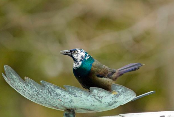 Lacking Colour: The Difference Between Albino and Leucistic Birds ...