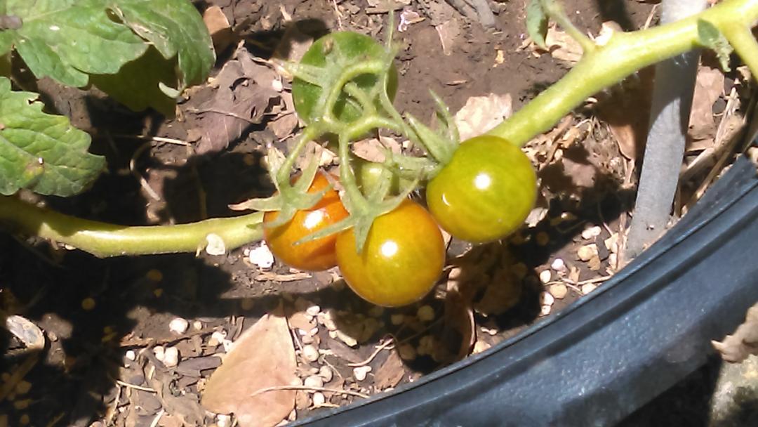 Foto Blog Puerto Rico: Berenjena, Cherry Tomates y Melón