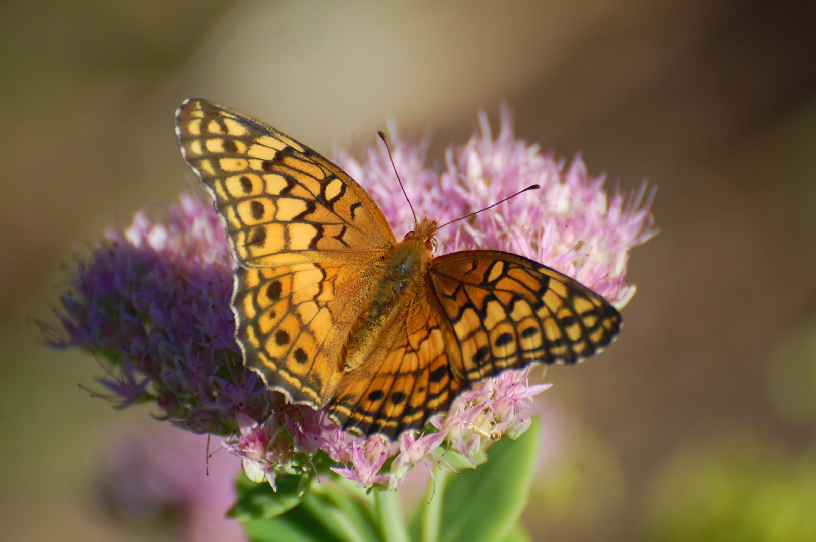 Urban Wildlife Guide: Wishing For Butterflies
