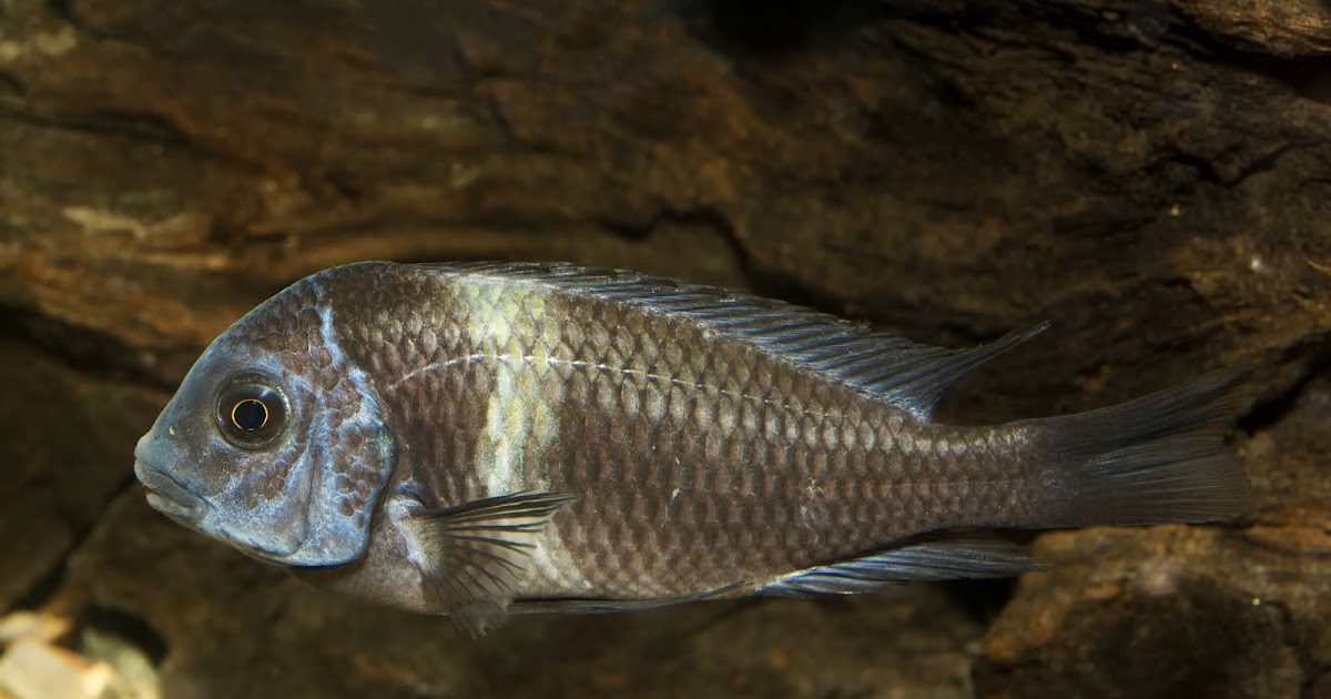 How to Spawn Tropheus Duboisi - fish-hobbyist