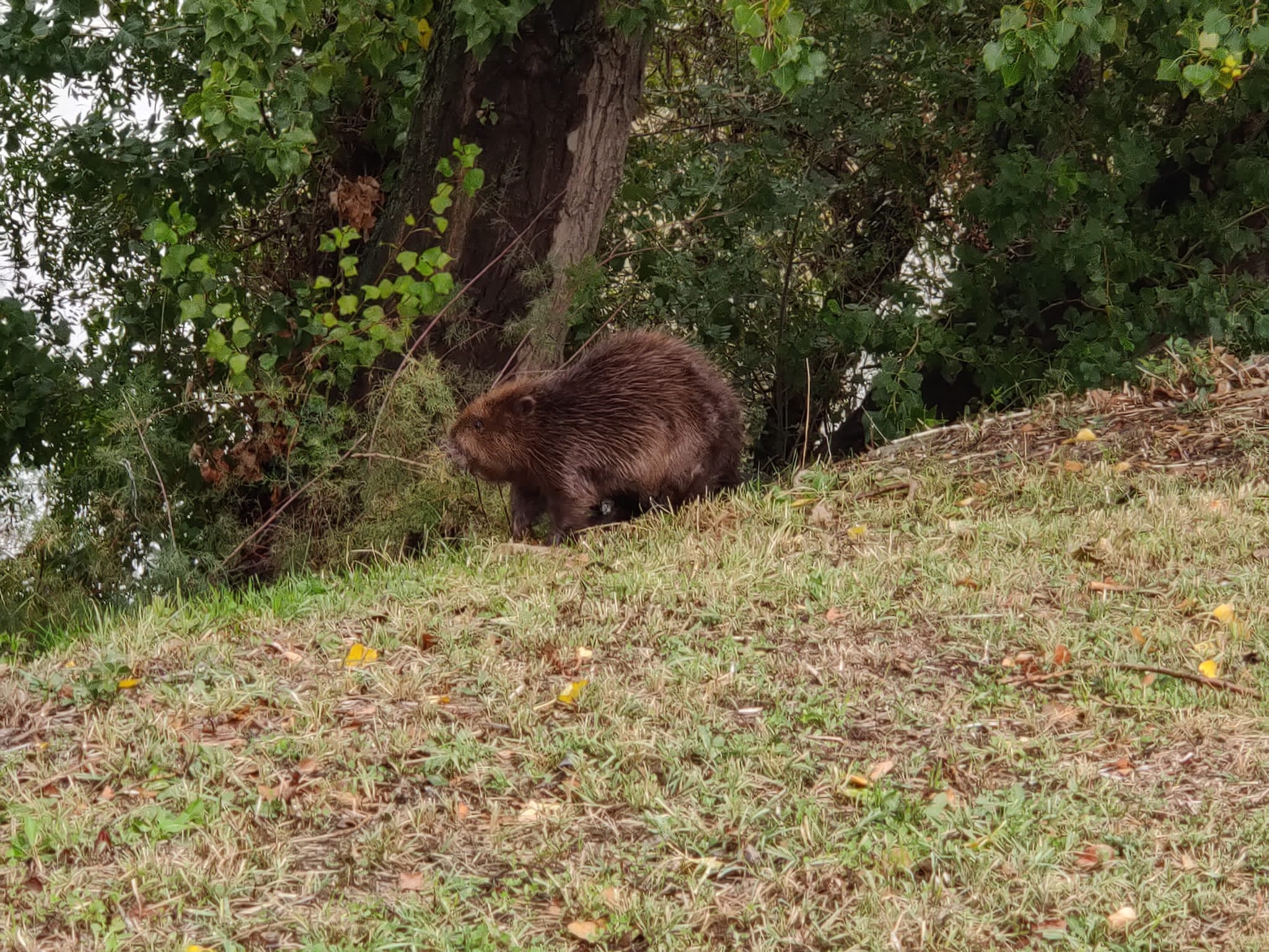 El castor en la península ibérica