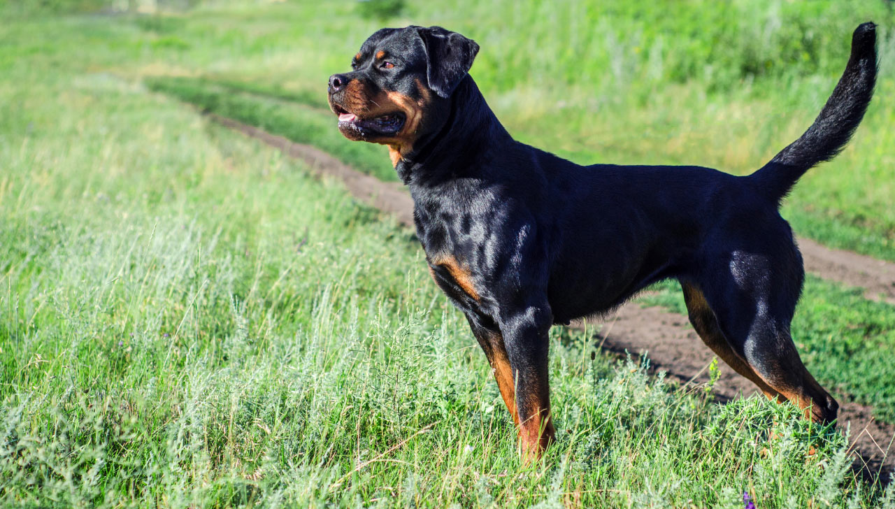 Top 5 Most Muscular Dog Breeds To Have