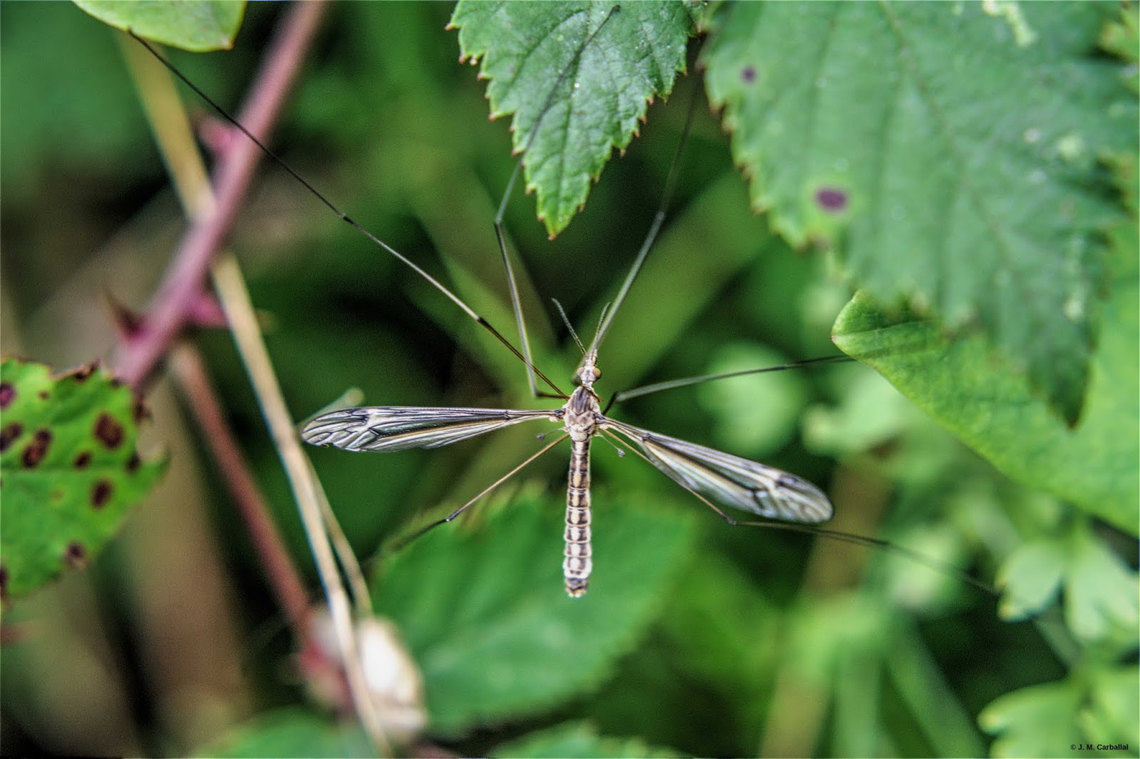 El Blog de Isa y Juan: Tipula (Yamatotipula) lateralis Meigen, 1830