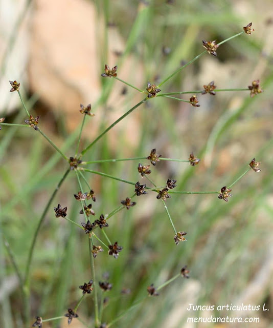 Menuda Natura: Juncus articulatus L.