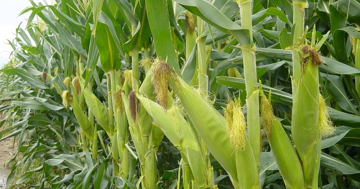 Mirada a Distancia: DE ÚLTIMA HORA