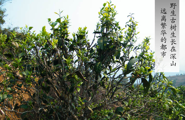 Coral Qiu Tea: Take you to know the bitter of Bulang mountai old tea tree