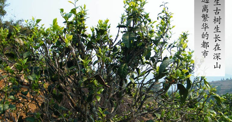 Coral Qiu Tea: Take you to know the bitter of Bulang mountai old tea tree