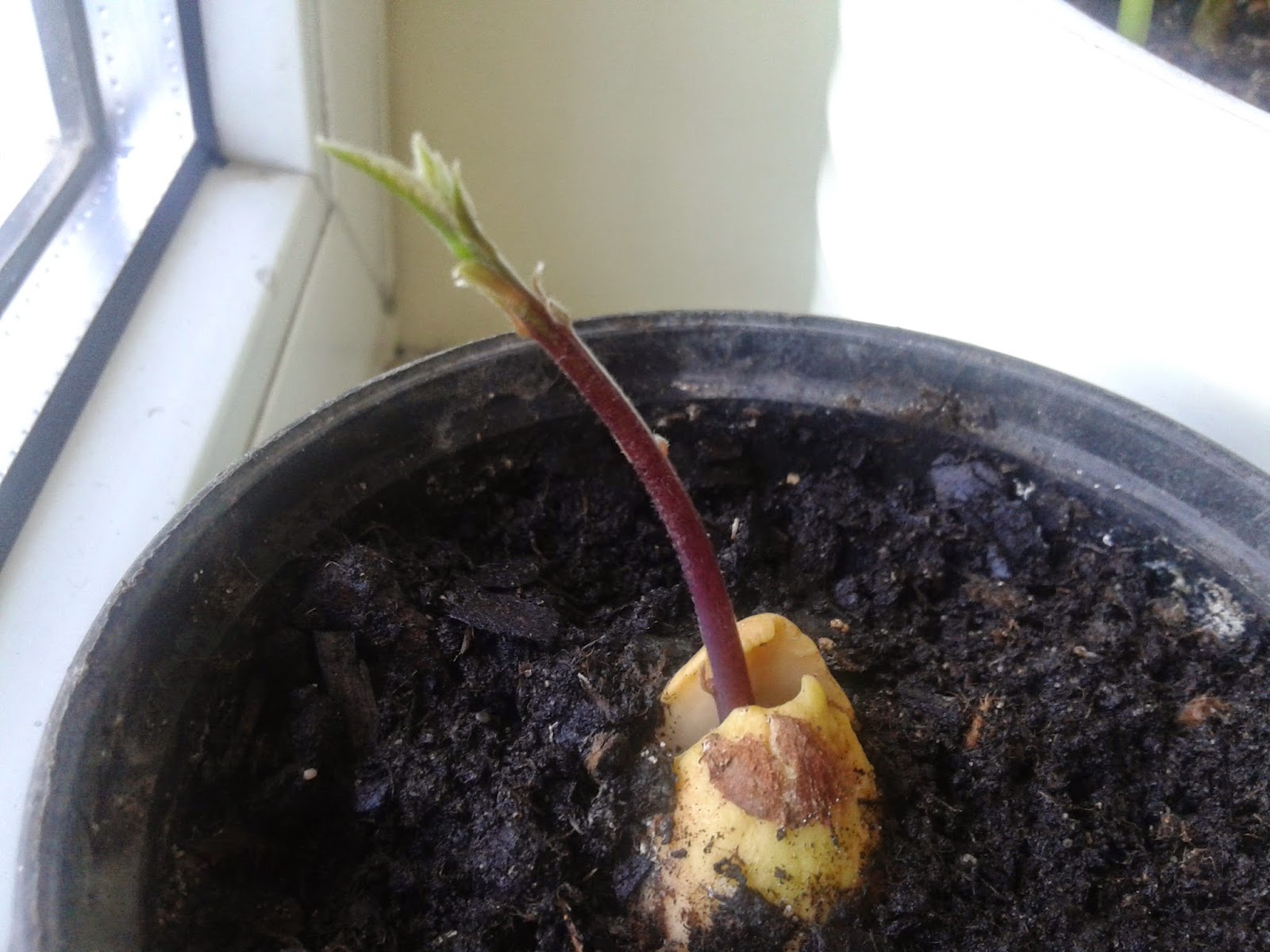 Rolnik w tropikach: Awokado - uprawa z pestki