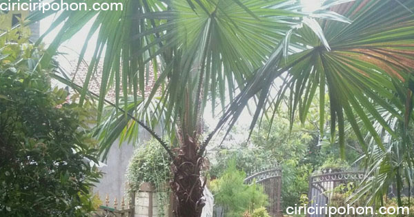 Tips Budidaya Pohon Palem Sadeng yang Efektif - Ciriciripohon.com