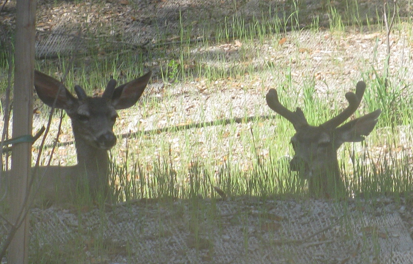 Marin Ecology: Odd Odocoileus