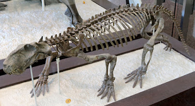 Louisville Fossils and Beyond: Lycaenops ornatus Skeleton Fossil