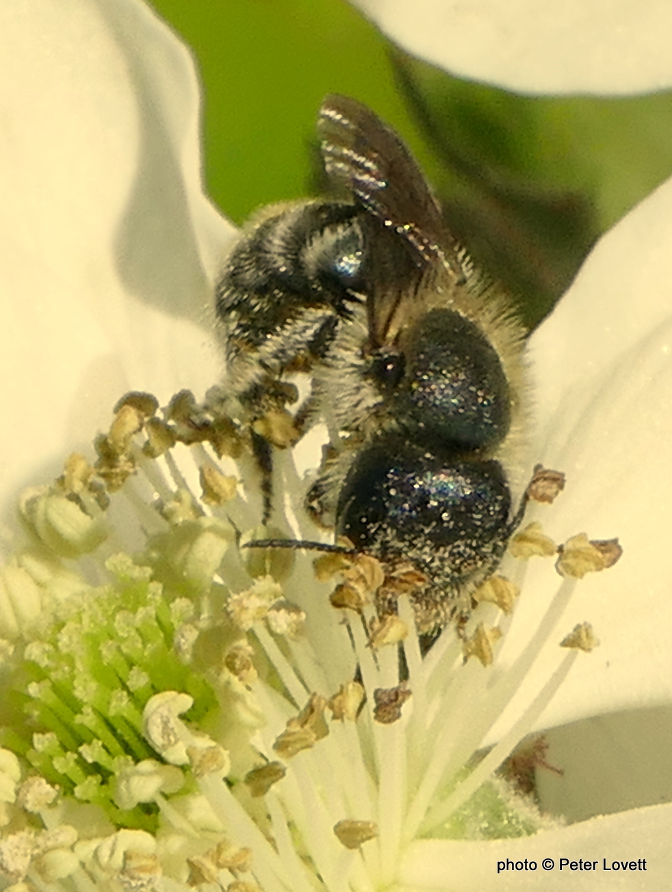 Peter Lovett's ramblings : Big-headed Mining Bee, Andrena bucephala and ...