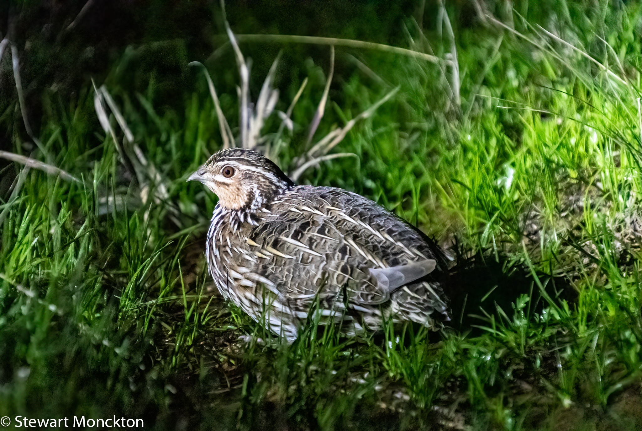 Paying Ready Attention - Photo Gallery: Wild Bird Wednesday 468 ...