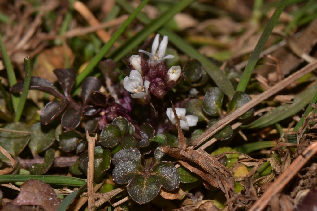 Lodhwa - JungleKey.in Image