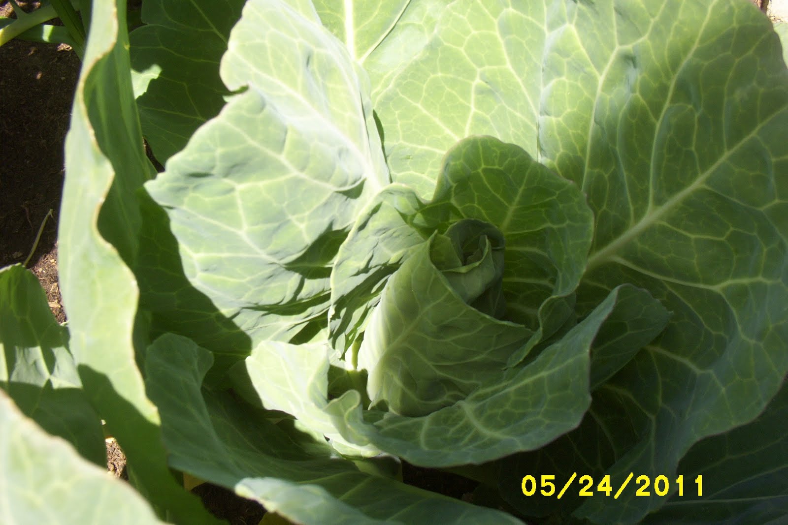 How Does My Garden Grow: What's happening in the garden lately?