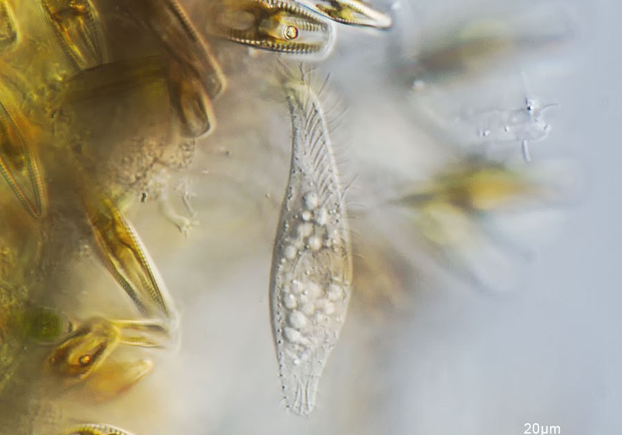 明石・神戸の虫 ときどきプランクトン2: リトノタス（Litonotus sp.）