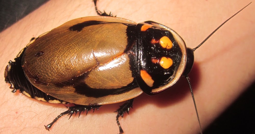 Invertebrate Dude: Glowspot Roaches & Glow in the Dark Elaterids!