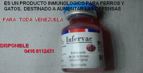 Dr Mi perro tiene otitis ~ Amores de Perros