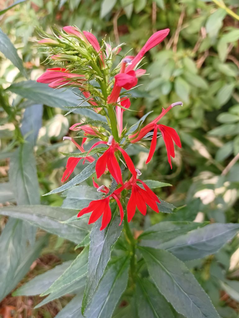 Future Plants by Randy Stewart: Cardinal Flower