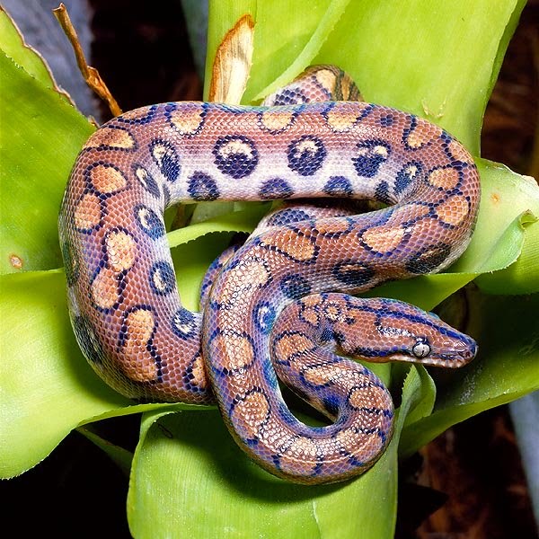 BIBOCA AMBIENTAL : COBRAS - COLORIDAS E BELAS