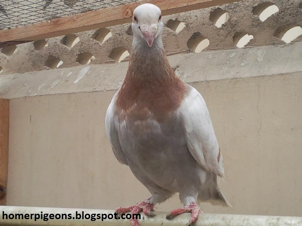 Red Bar German Beauty ~ Homer Racing Pigeons