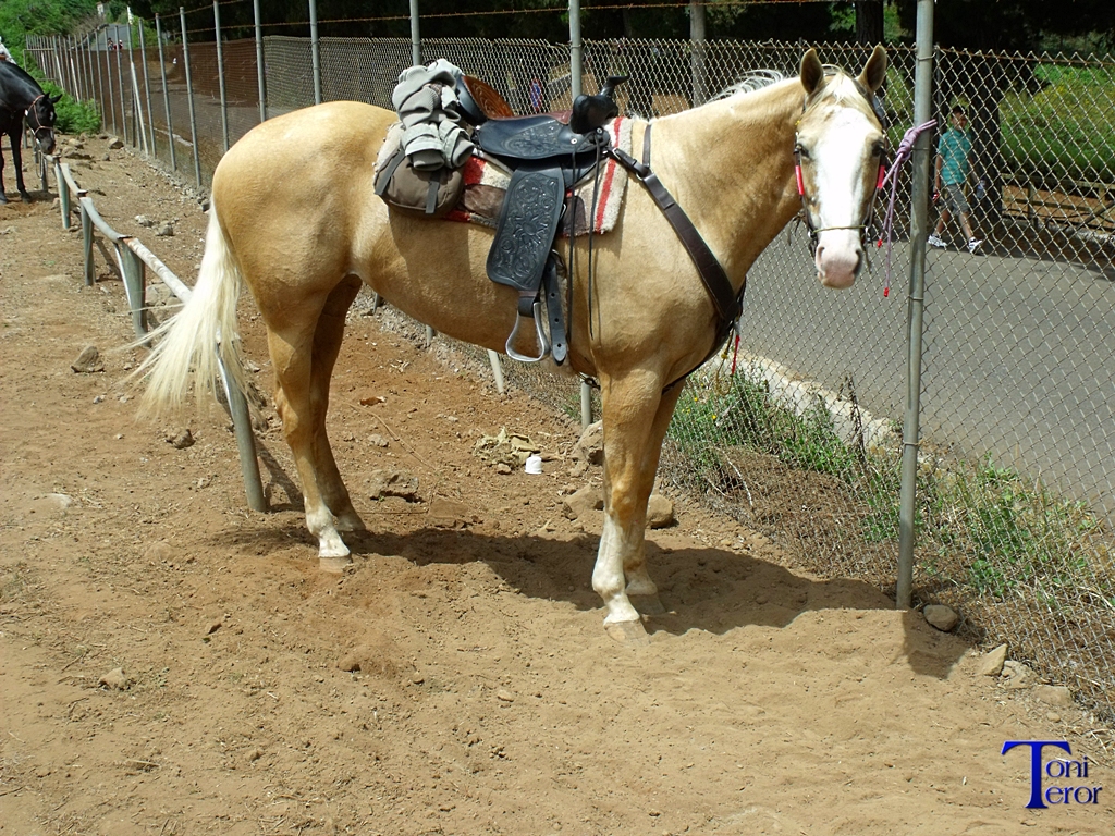 El reflejo de mi mirada: Caballo canelo con montura