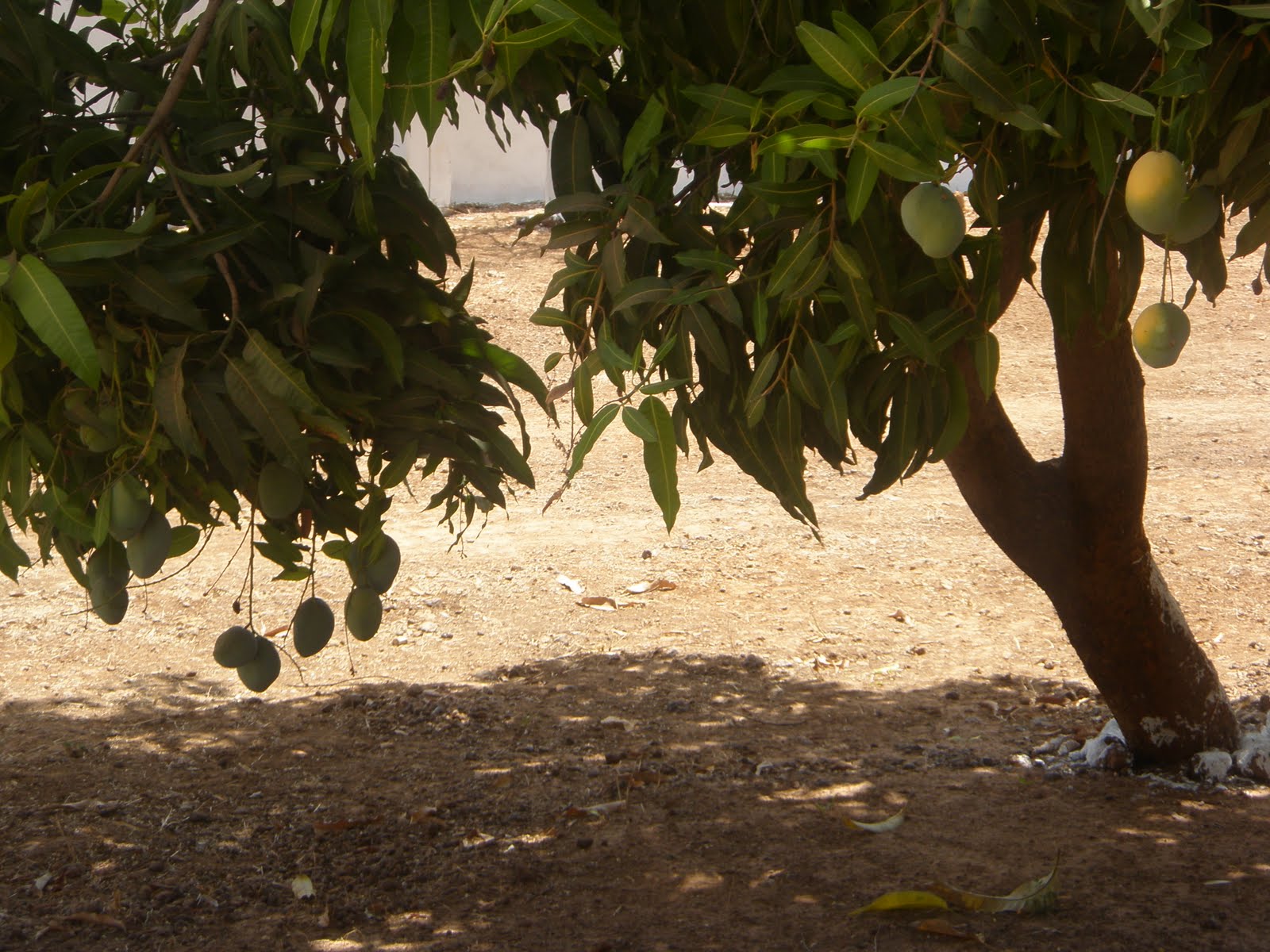 Ellie in the Gambia: Everyone loves Mangoes!!!