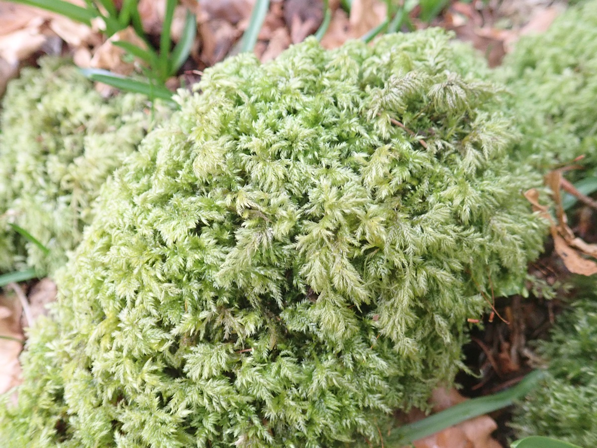 The Narth Wildlife: New Species - Rough-stalked Feather Moss