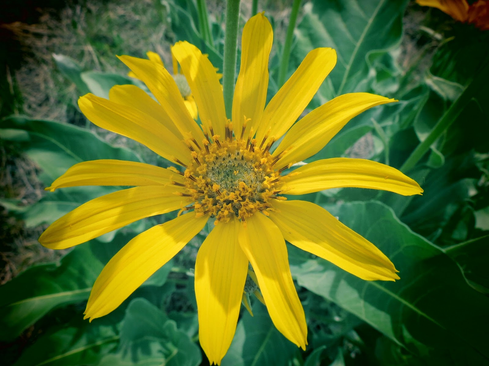 Flora montana: Arrowleaf Balsamroot