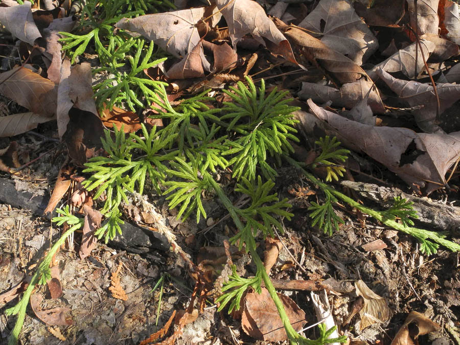 Studio and Garden: A Walk in the Woods: Still Green