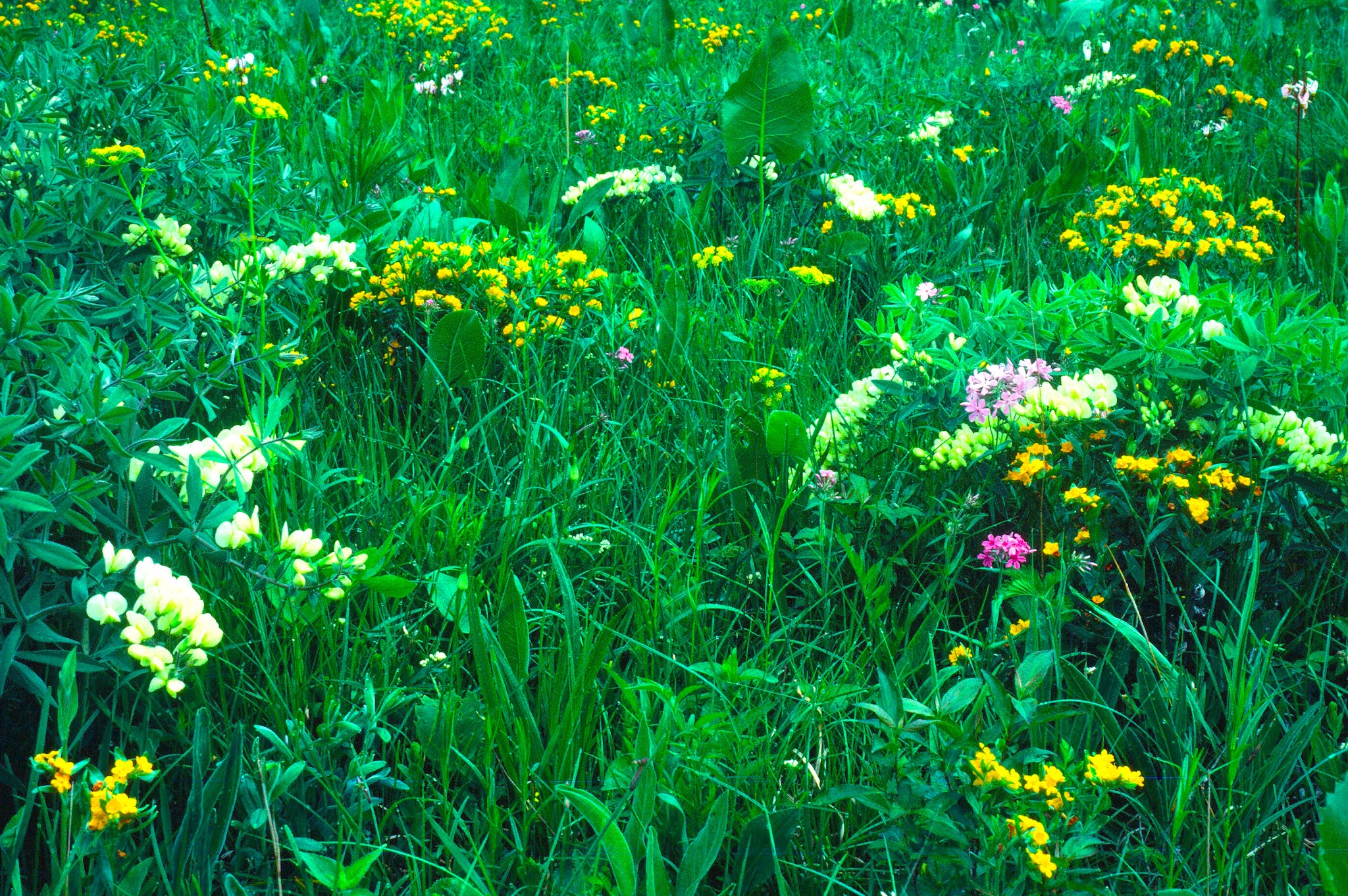 Strategies for Stewards: from woods to prairies : What Kind of a Person ...