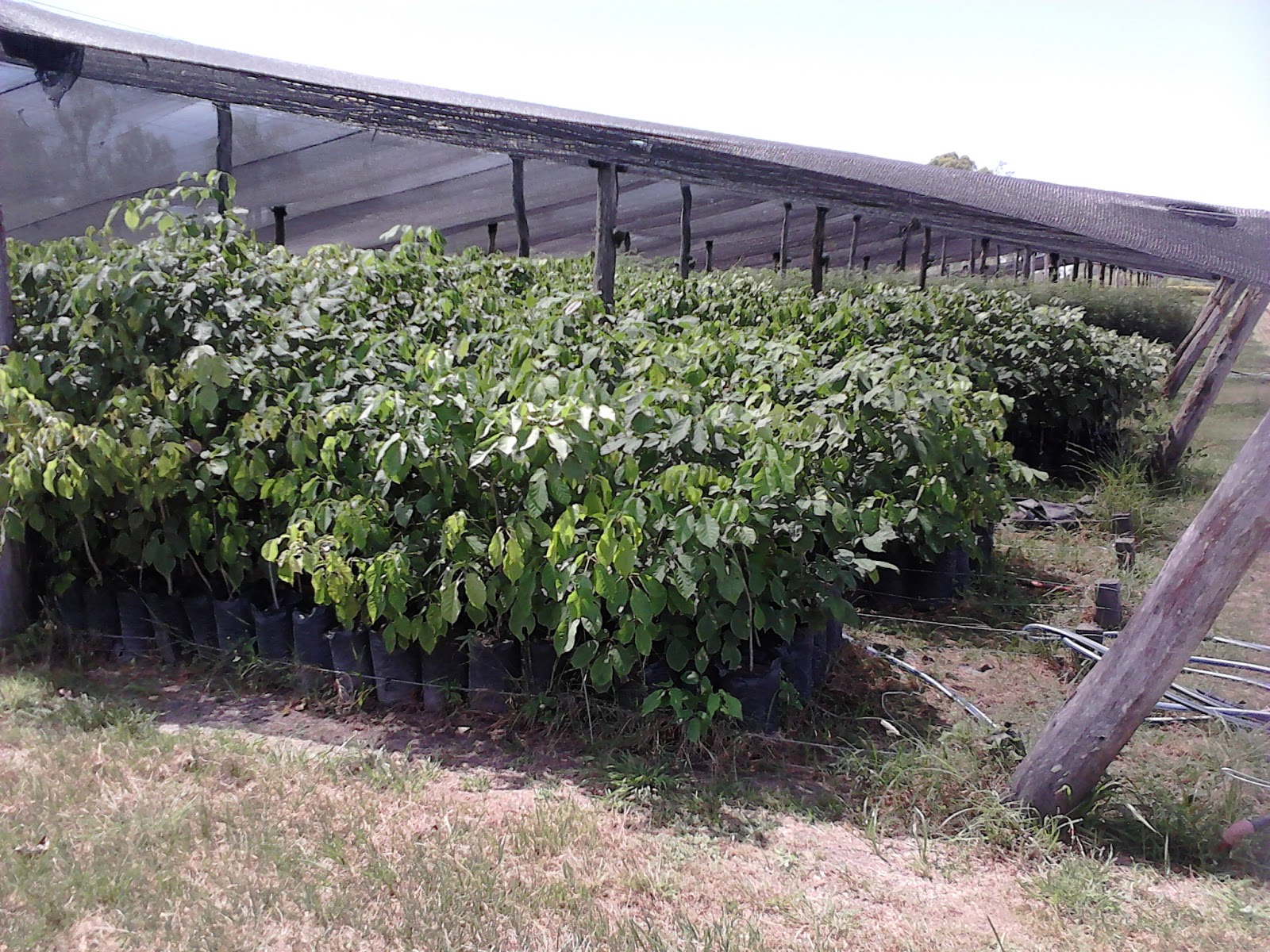 Parque Chaqueño Forestal: Vivero forestal – Ministerio de la Producción ...